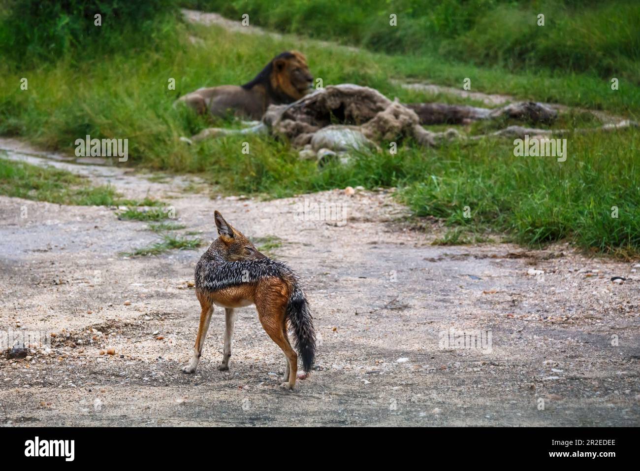 Black backed jackal watching lion with prey in Kruger national park ...