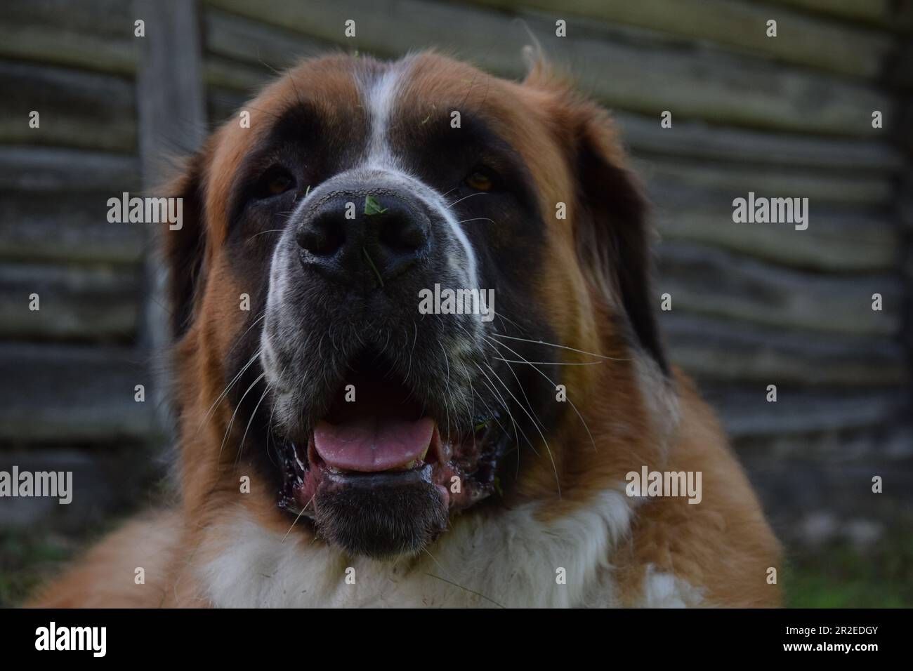 St. Bernard smiling at the camera Stock Photo - Alamy