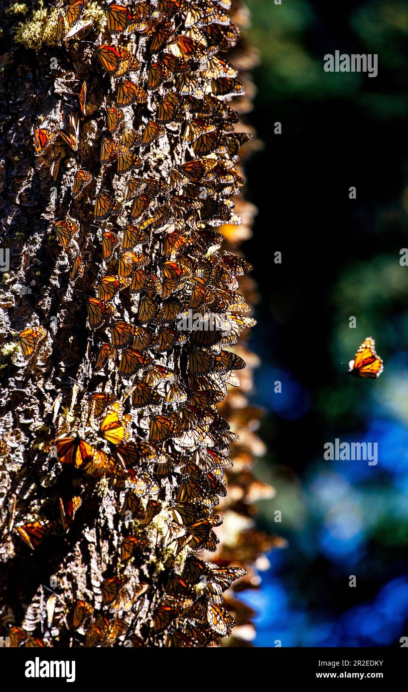 Colony of Monarch butterflies (Danaus plexippus) on a pine trunk in a ...