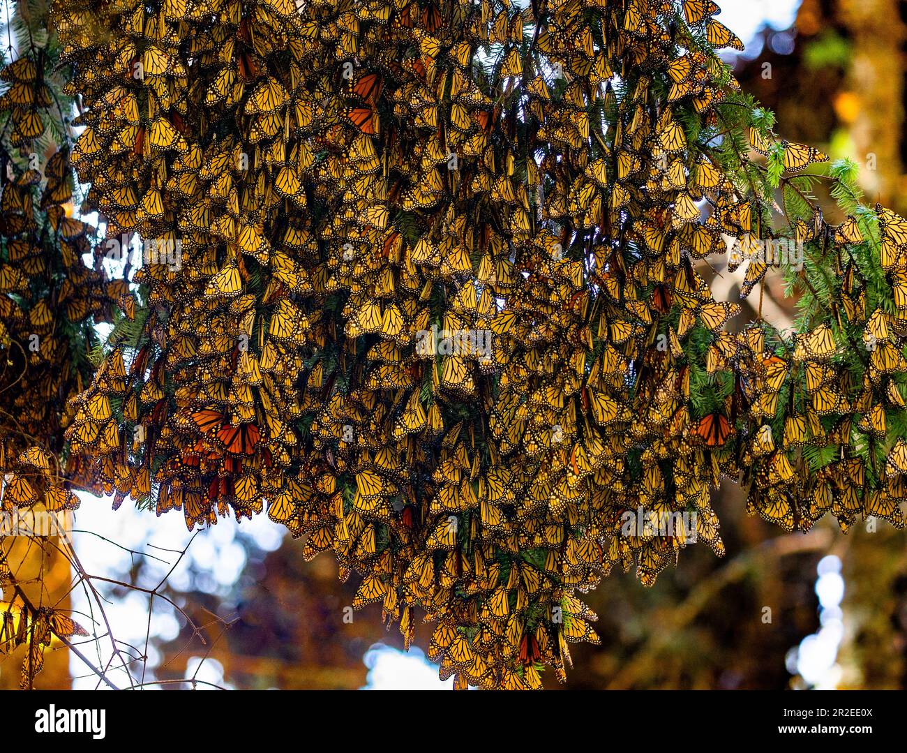 Big colony of Monarch butterflies (Danaus plexippus) close-up in the ...
