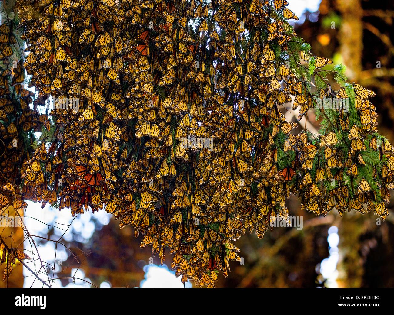 Big colony of Monarch butterflies (Danaus plexippus) close-up in the ...