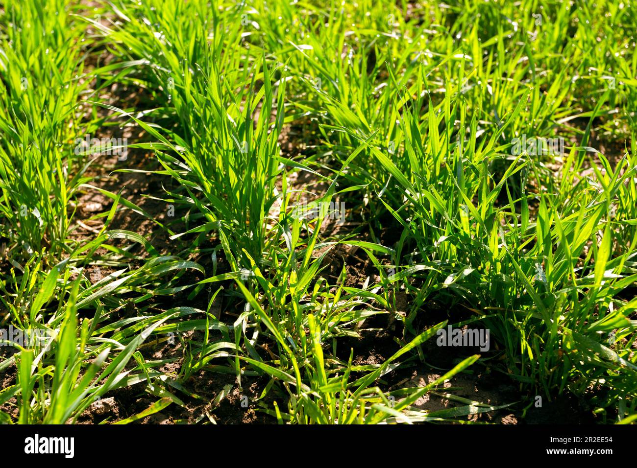 spring green field Stock Photo - Alamy