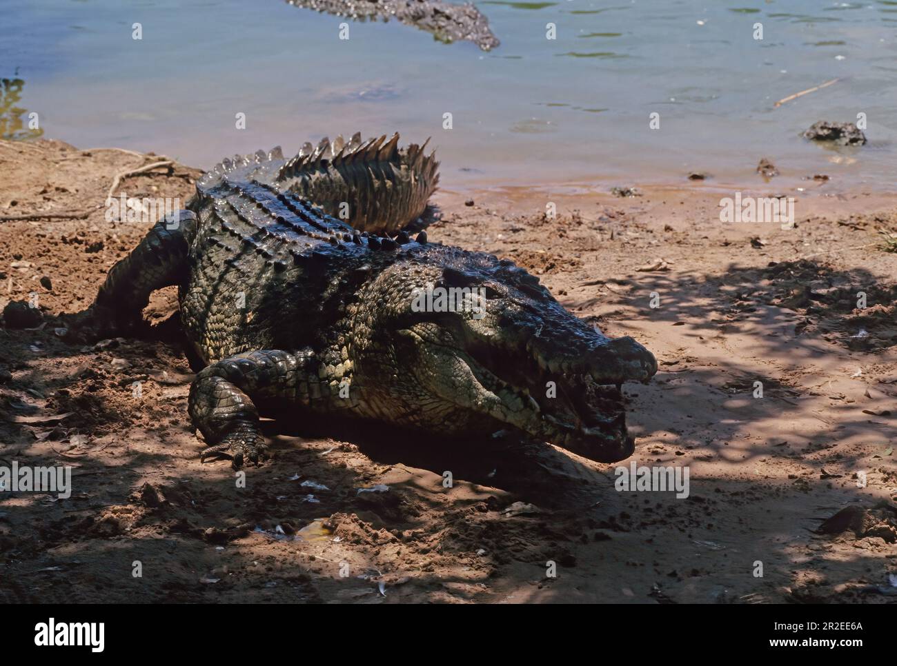 The saltwater crocodile (Crocodylus porosus) is a crocodilian native to ...