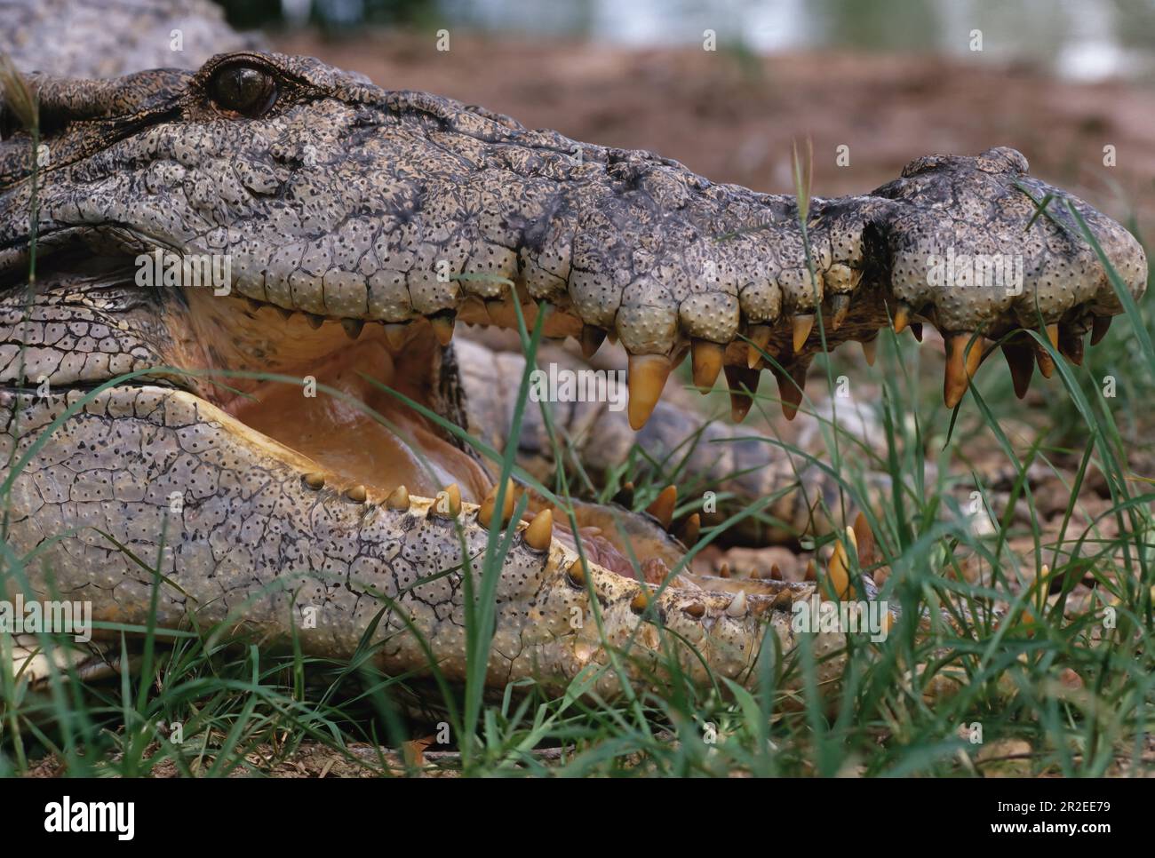 The saltwater crocodile (Crocodylus porosus) is a crocodilian native to ...