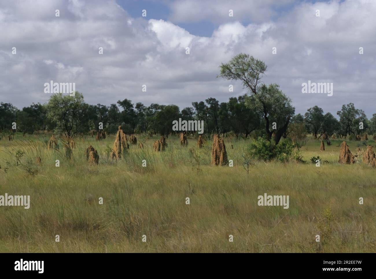 Termites construct shelter tubes, also known as earthen tubes or mud ...