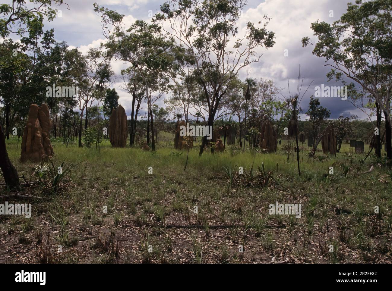 Termites Construct Shelter Tubes Also Known As Earthen Tubes Or Mud Tubes That Start From The