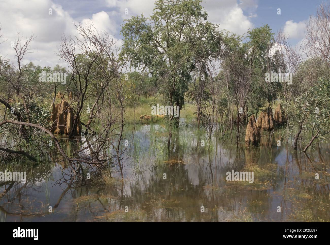 Termites construct shelter tubes, also known as earthen tubes or mud ...