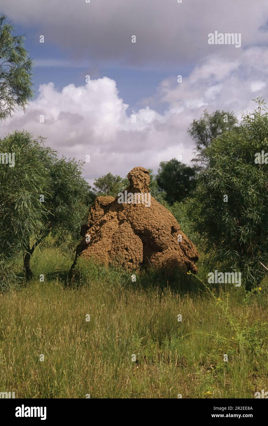 Termites construct shelter tubes, also known as earthen tubes or mud ...
