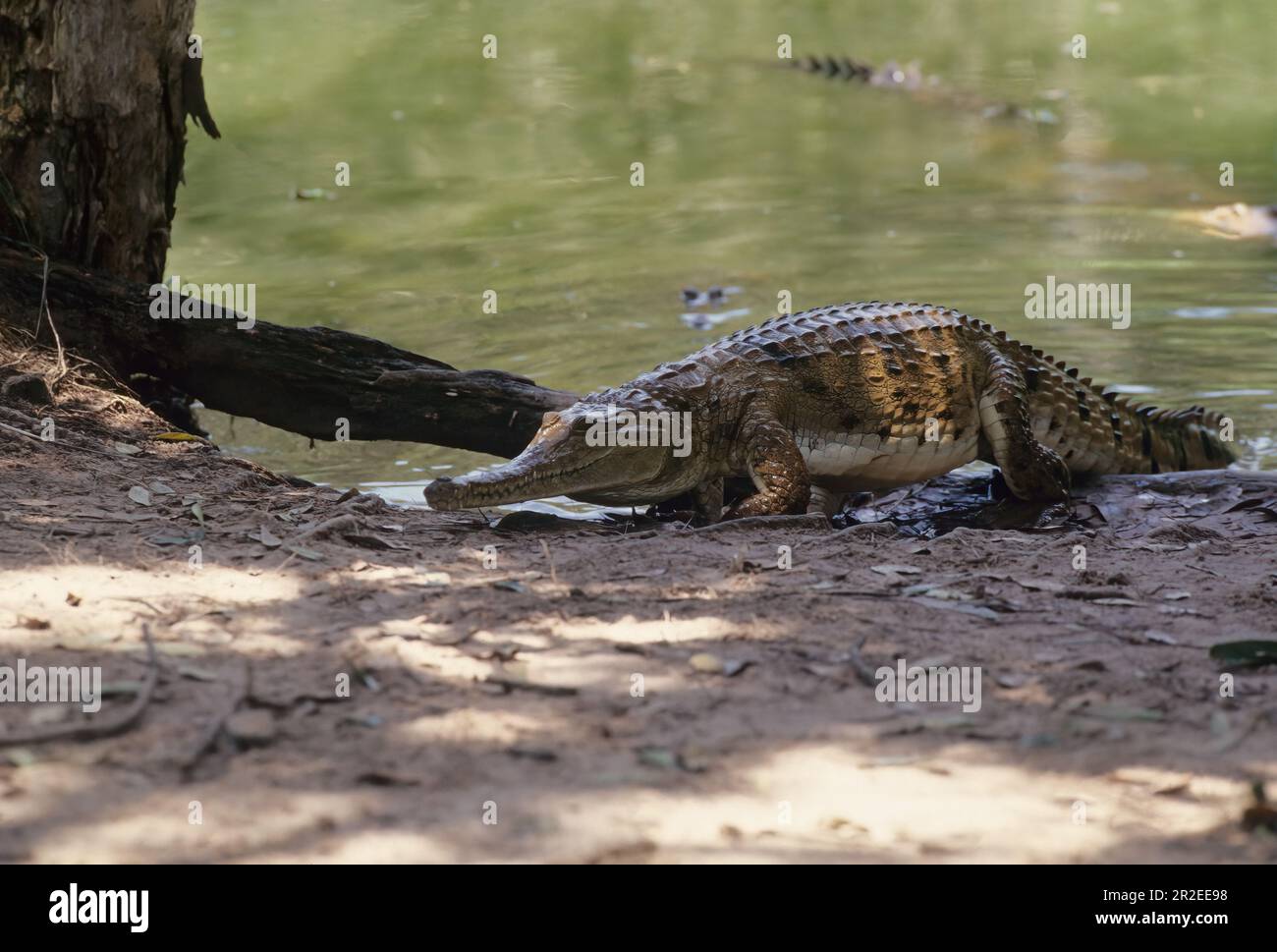 The freshwater crocodile (Crocodylus johnstoni), also known as the ...