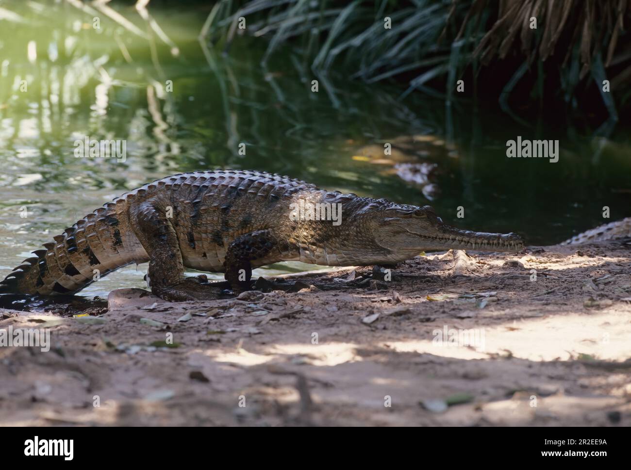 The freshwater crocodile (Crocodylus johnstoni), also known as the ...