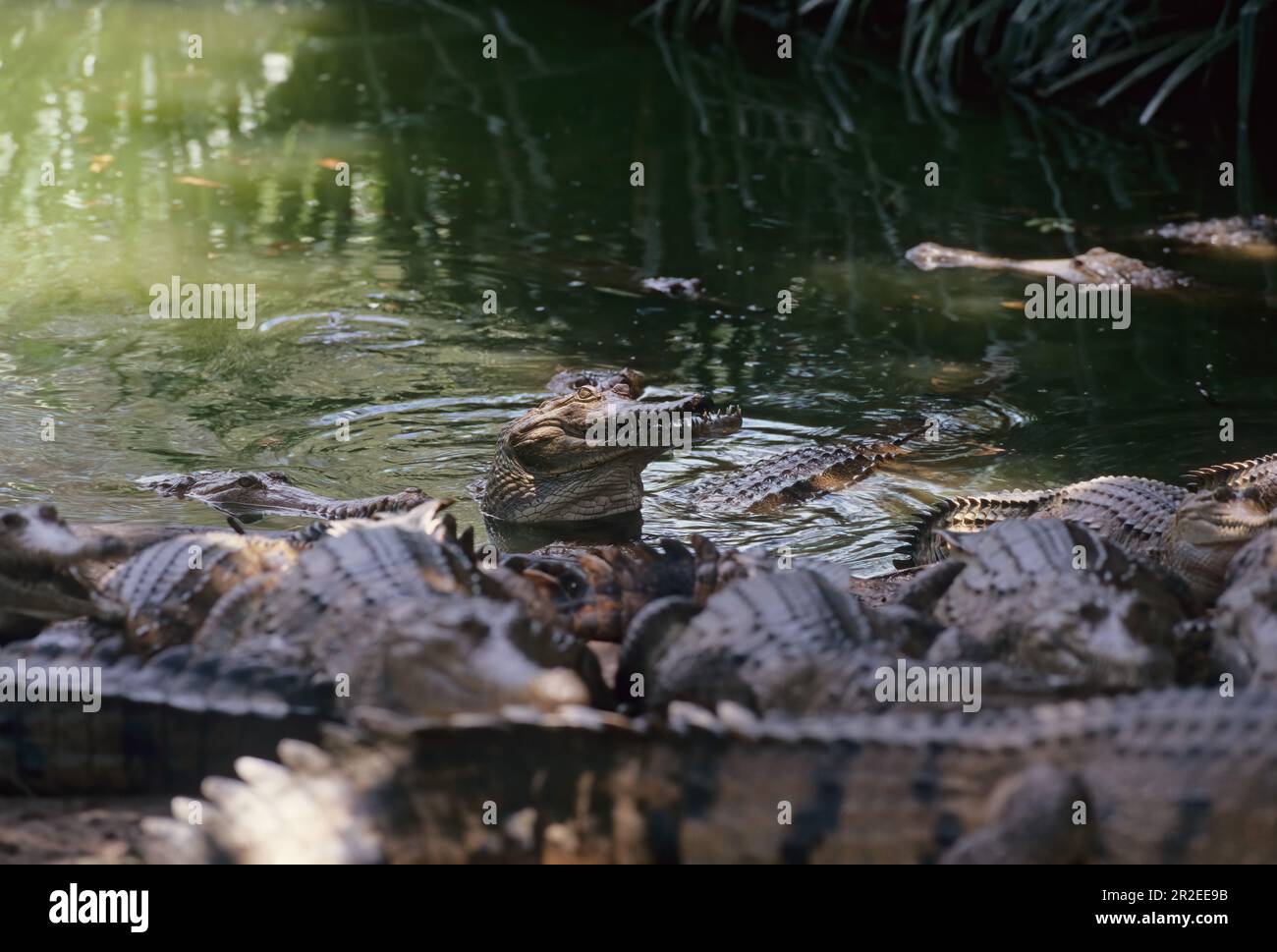 The freshwater crocodile (Crocodylus johnstoni), also known as the ...