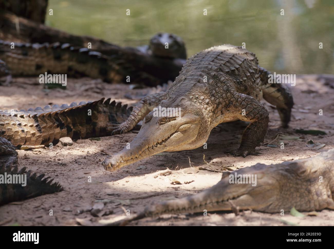 The freshwater crocodile (Crocodylus johnstoni), also known as the ...