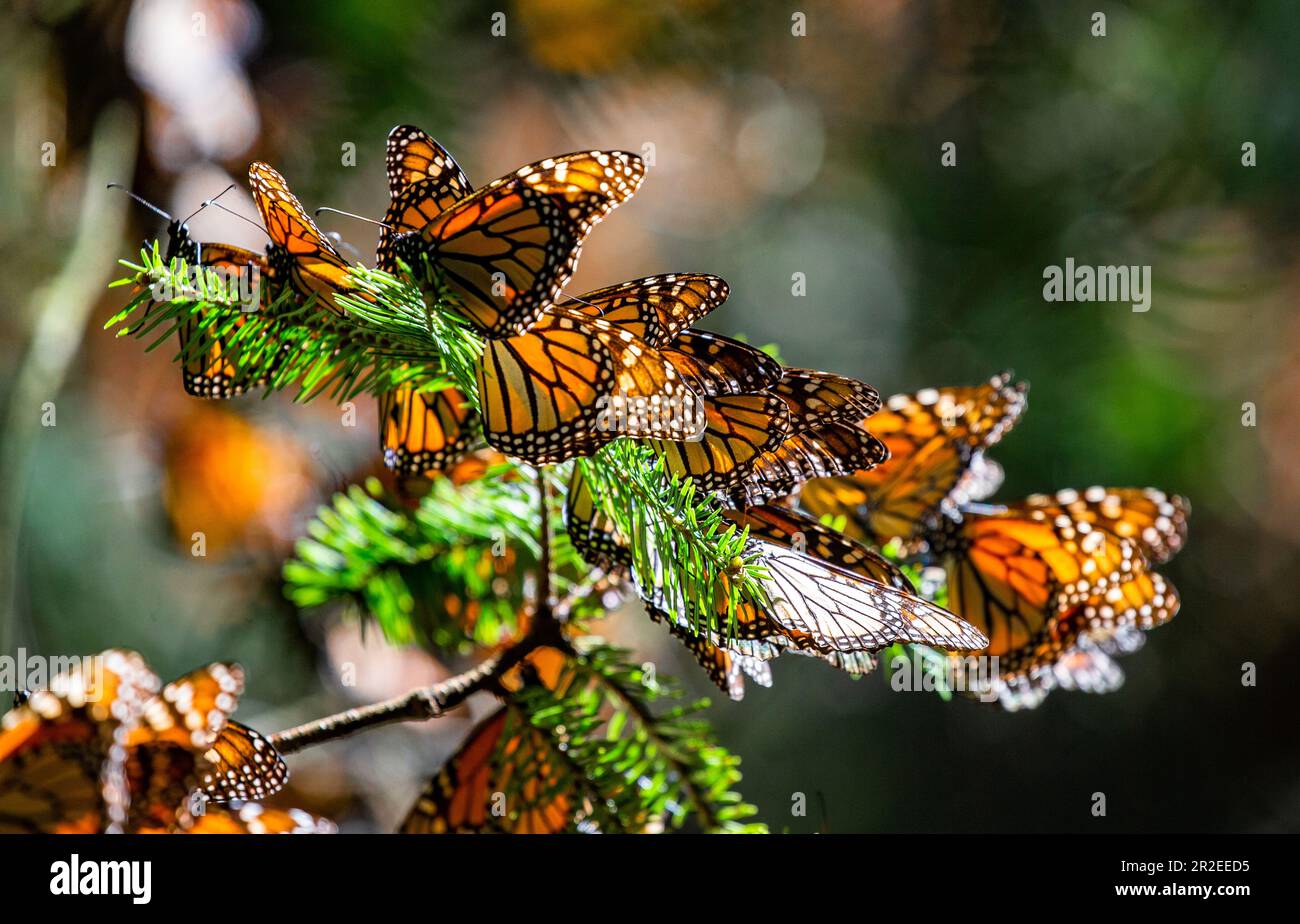 Colony of Monarch butterflies (Danaus plexippus) are sitting on pine ...