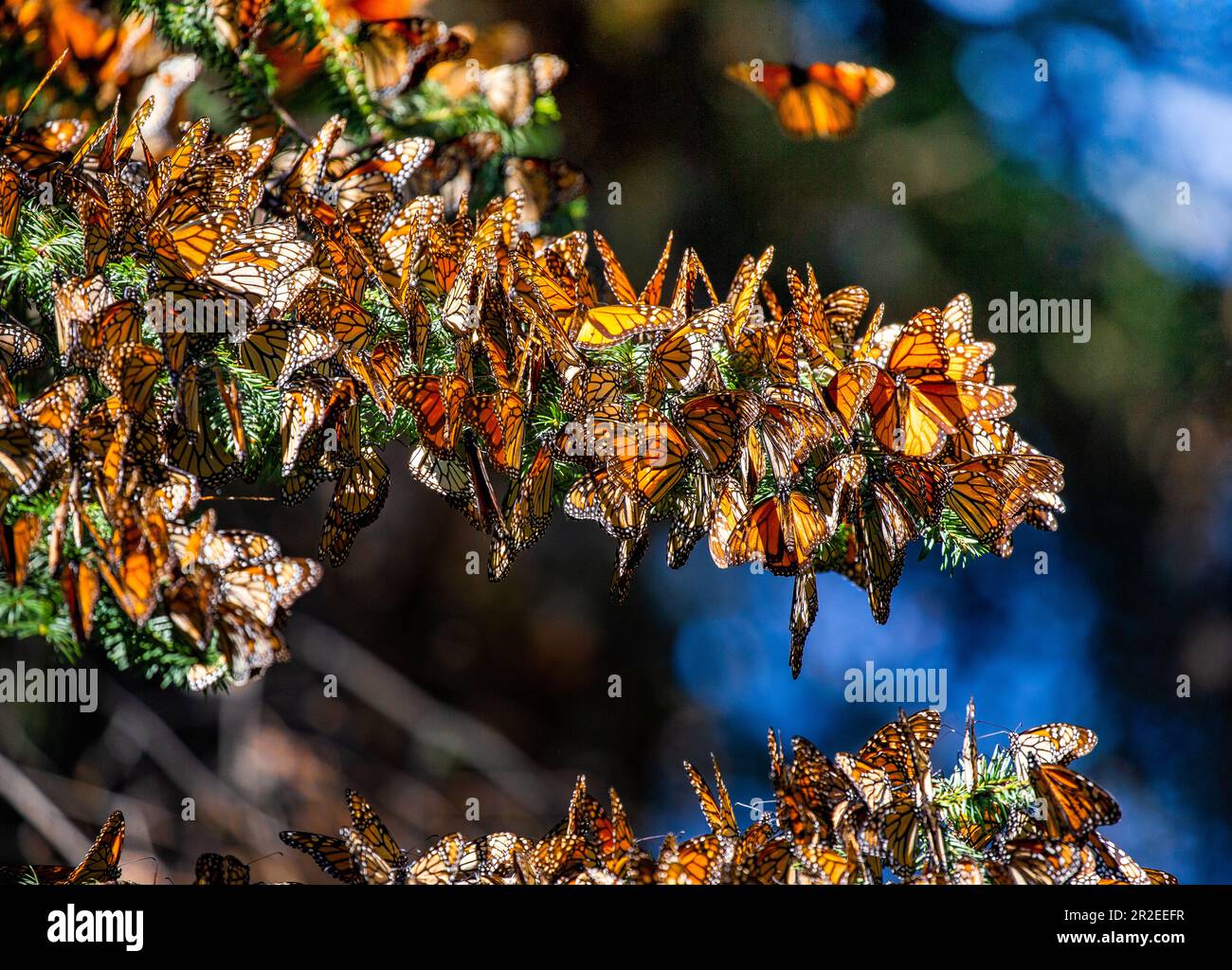Colony of Monarch butterflies (Danaus plexippus) are sitting on pine ...