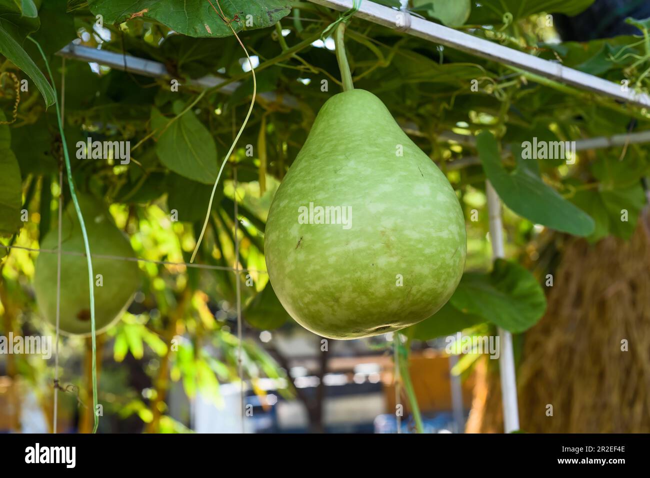 Calabash vegetable also known as bottle gourd, white-flowered gourd ...