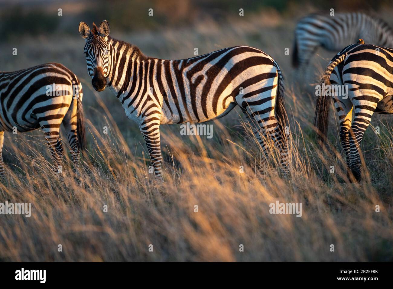 Hidden zebra hi-res stock photography and images - Alamy