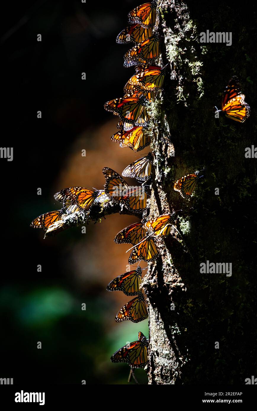 Colony of Monarch butterflies (Danaus plexippus) on a pine trunk in a ...