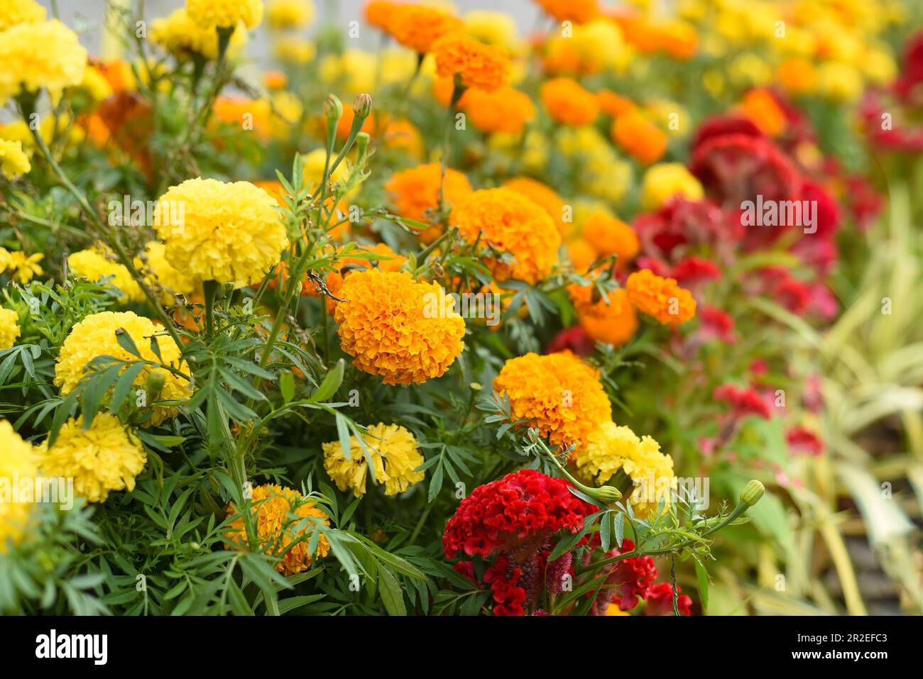 Tagetes erecta, the Aztec marigold or Mexican marigold flowers growing ...