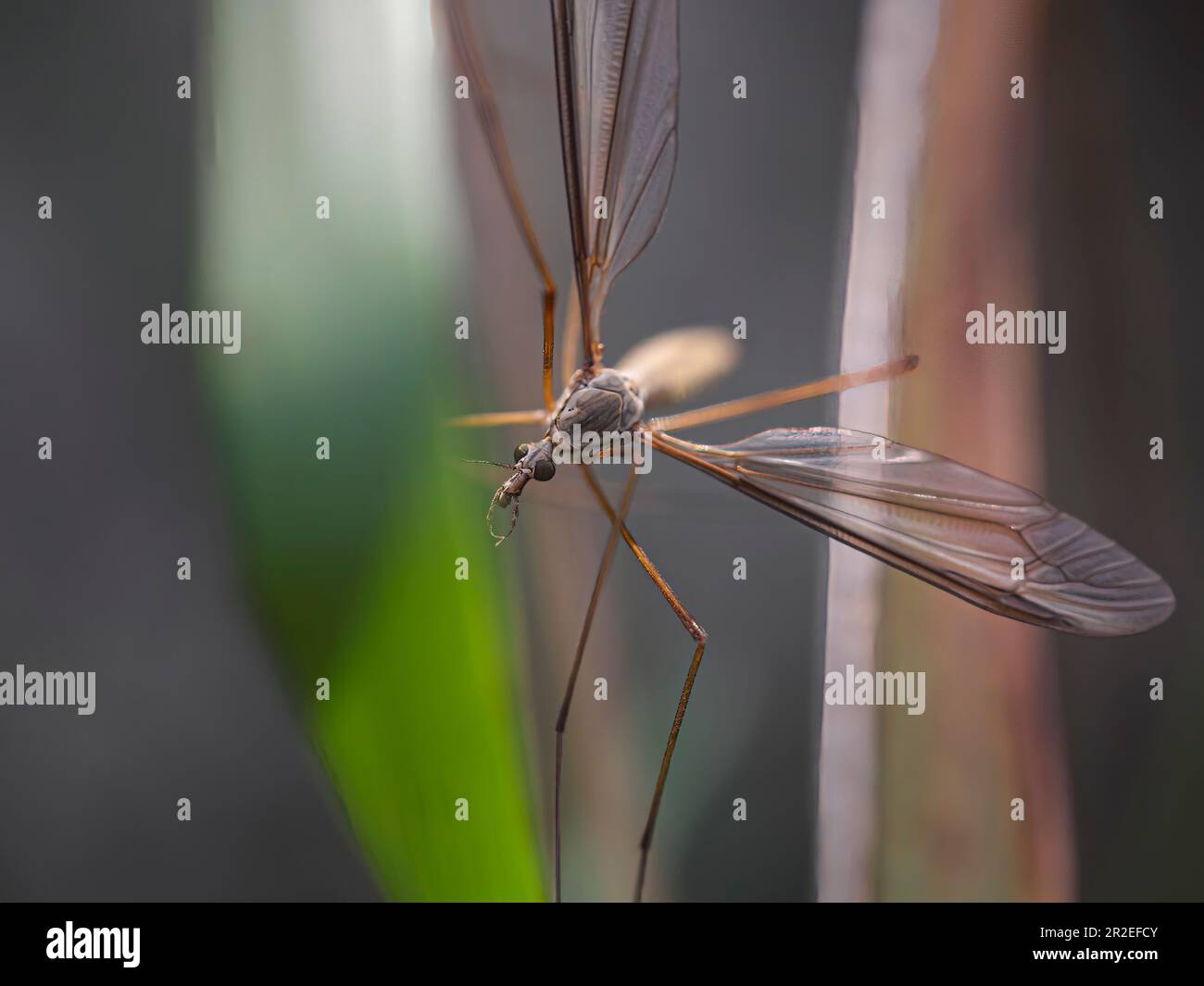 Portuguese insects hi-res stock photography and images - Alamy