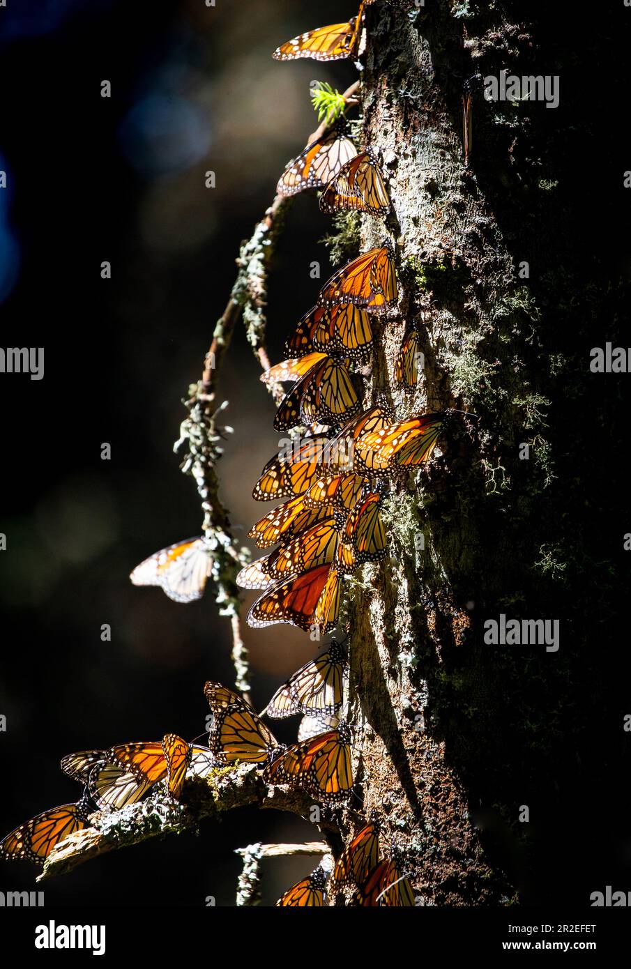 Colony of Monarch butterflies (Danaus plexippus) on a pine trunk in a ...