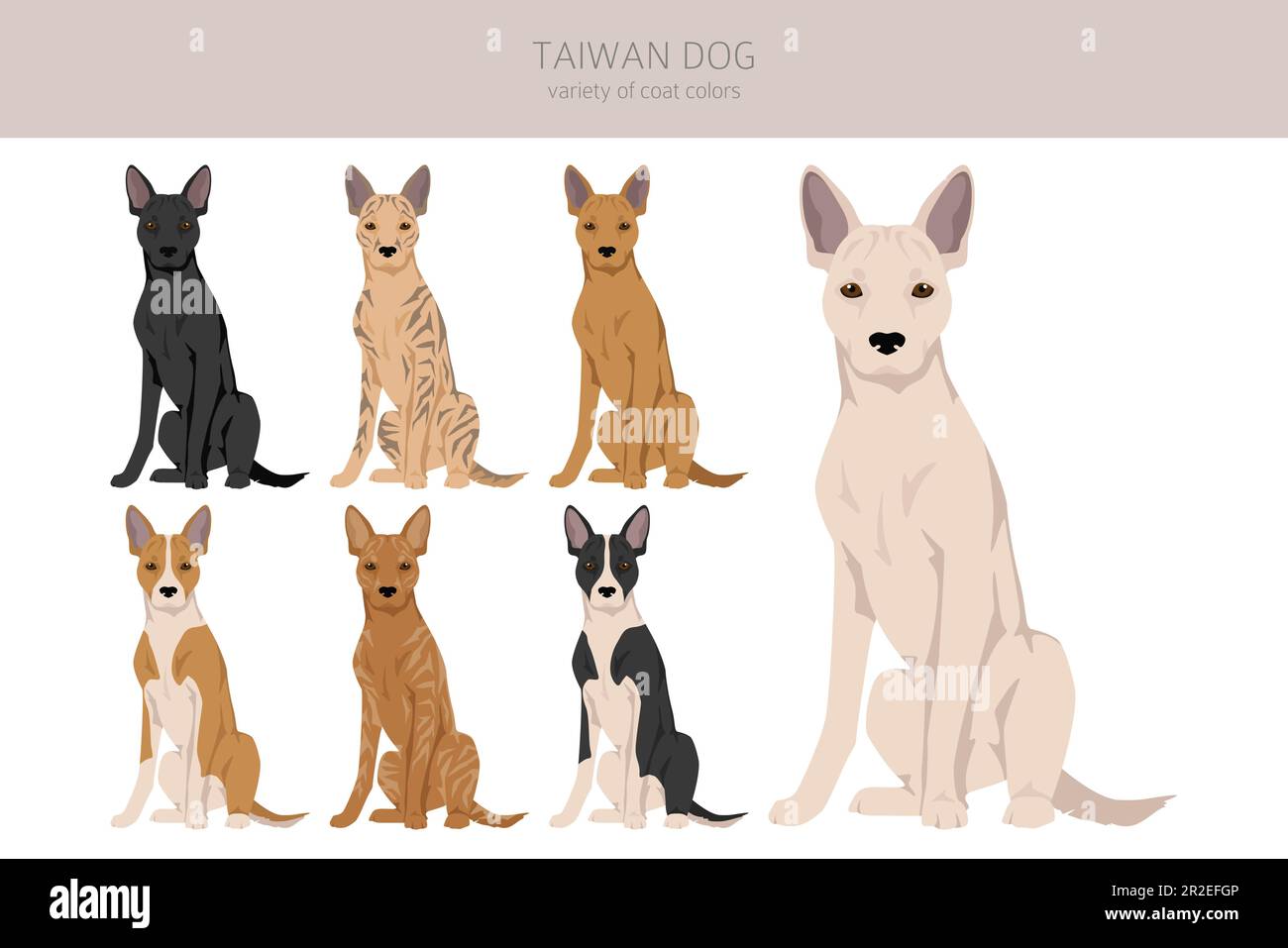 Taiwan dog clipart. Different poses, coat colors set. Vector ...