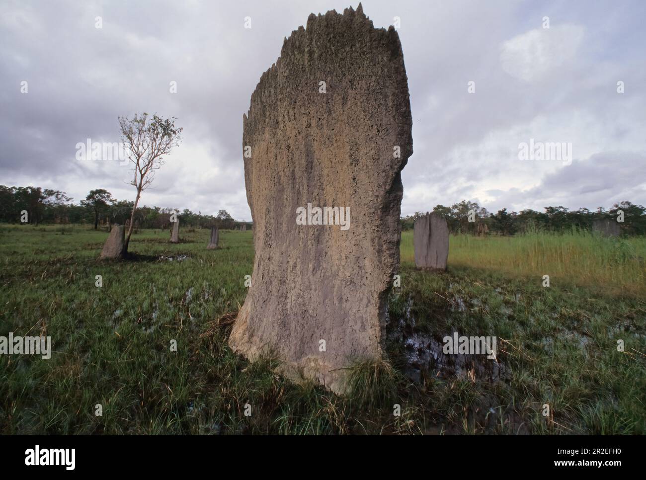 Amitermes meridionalis, commonly known as the magnetic termite or ...