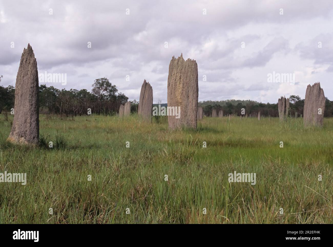 Amitermes meridionalis, commonly known as the magnetic termite or ...