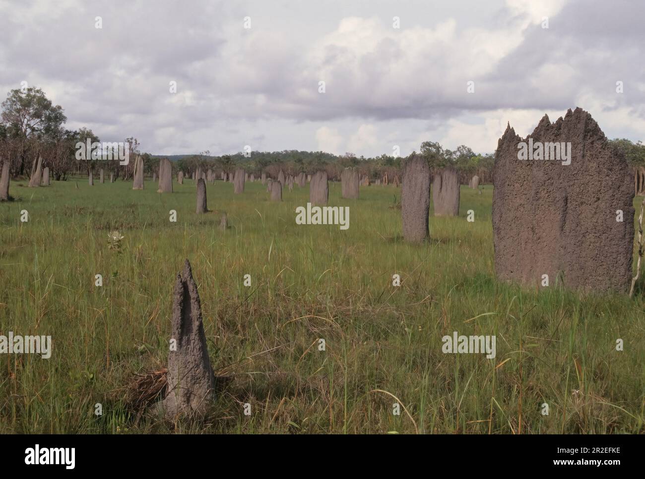 Amitermes meridionalis, commonly known as the magnetic termite or ...