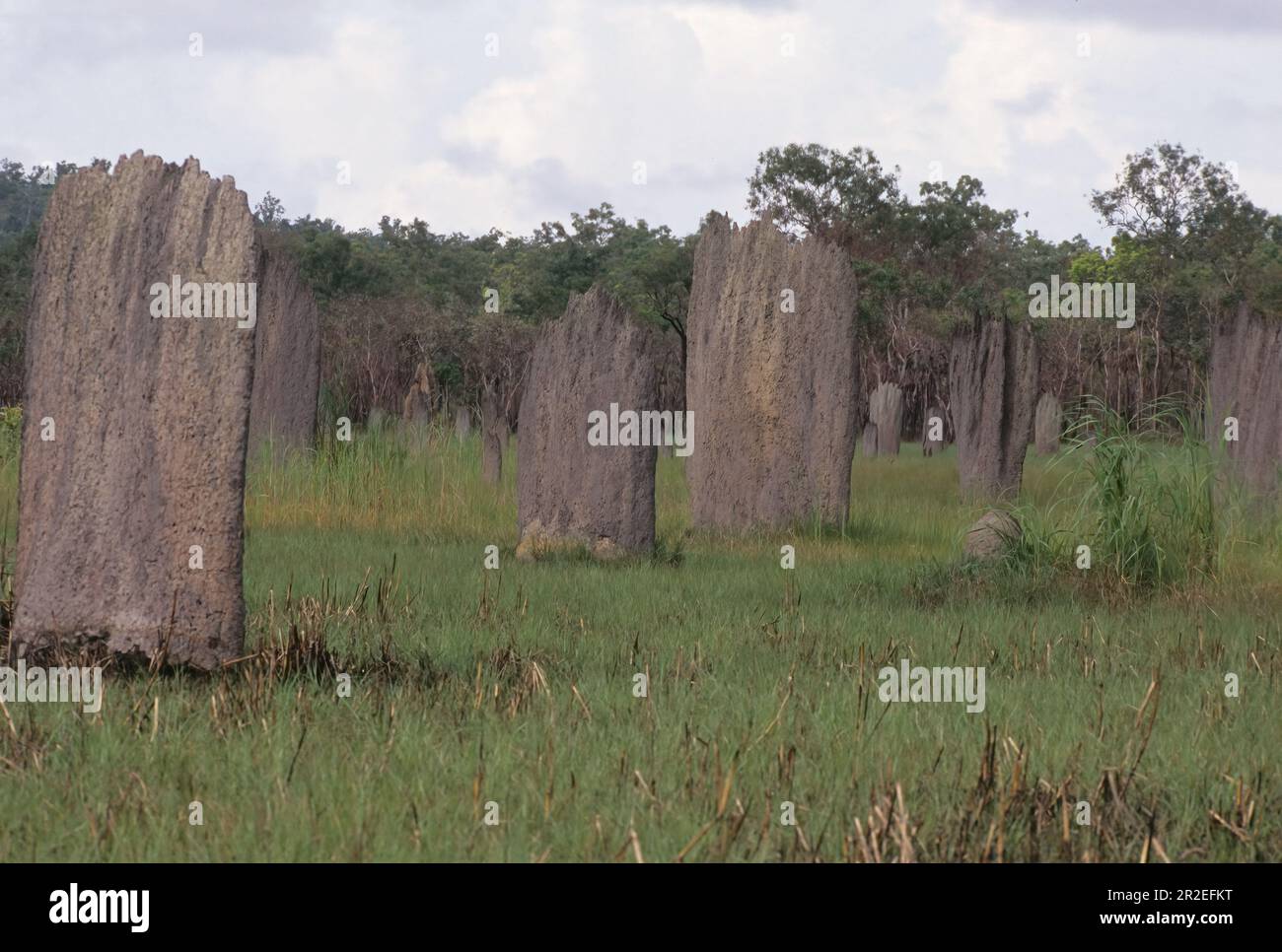 Amitermes meridionalis, commonly known as the magnetic termite or ...