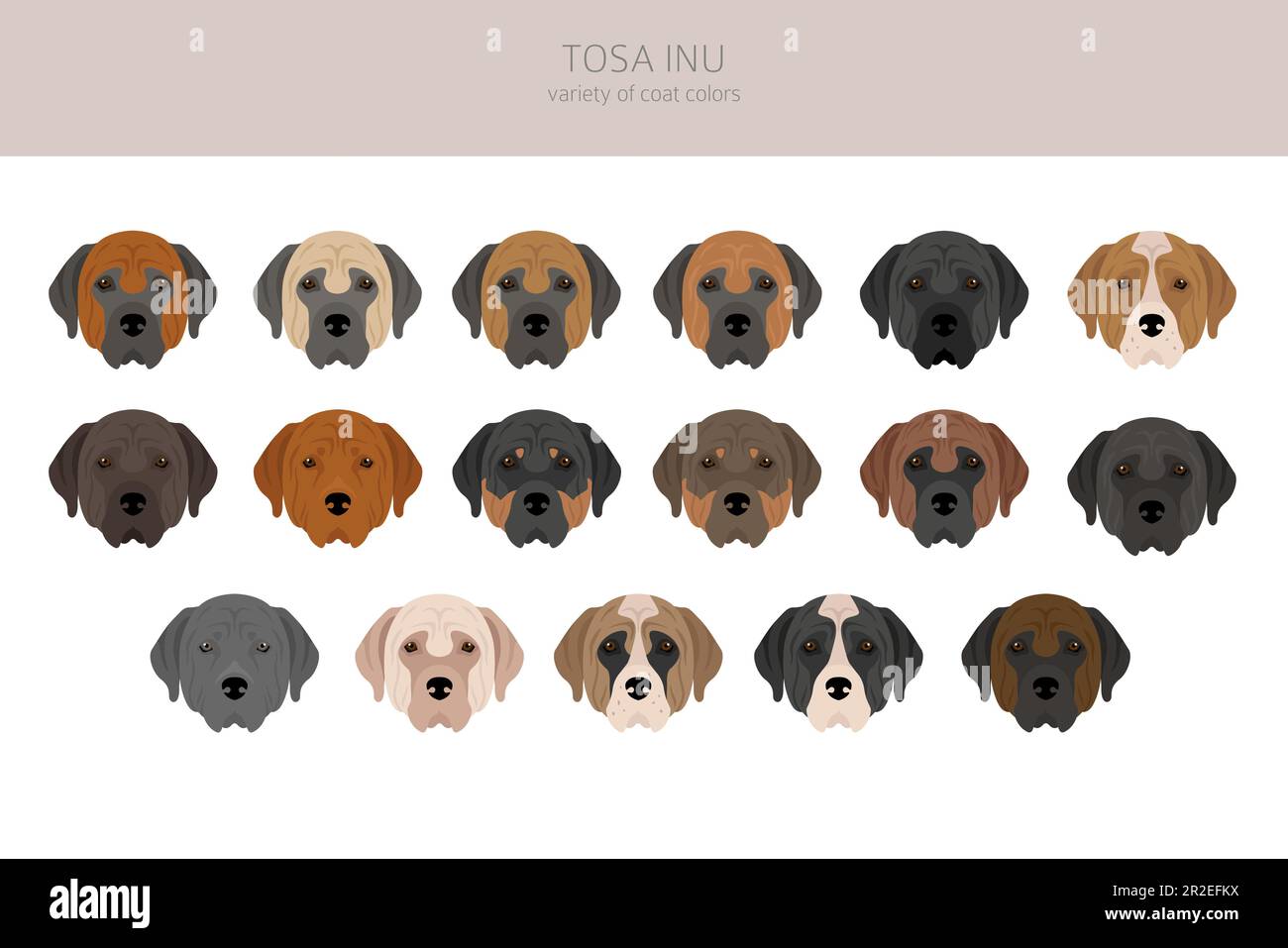 Tosa Inu clipart. Different poses, coat colors set. Vector illustration ...