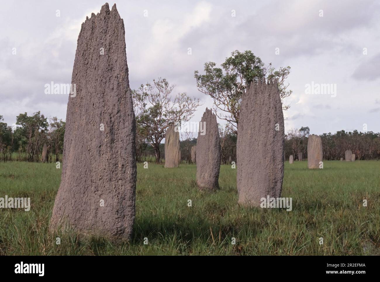 Amitermes meridionalis, commonly known as the magnetic termite or ...