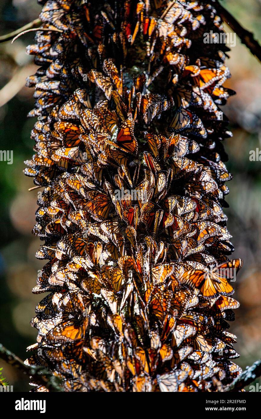 Colony of Monarch butterflies (Danaus plexippus) on a pine trunk in a ...