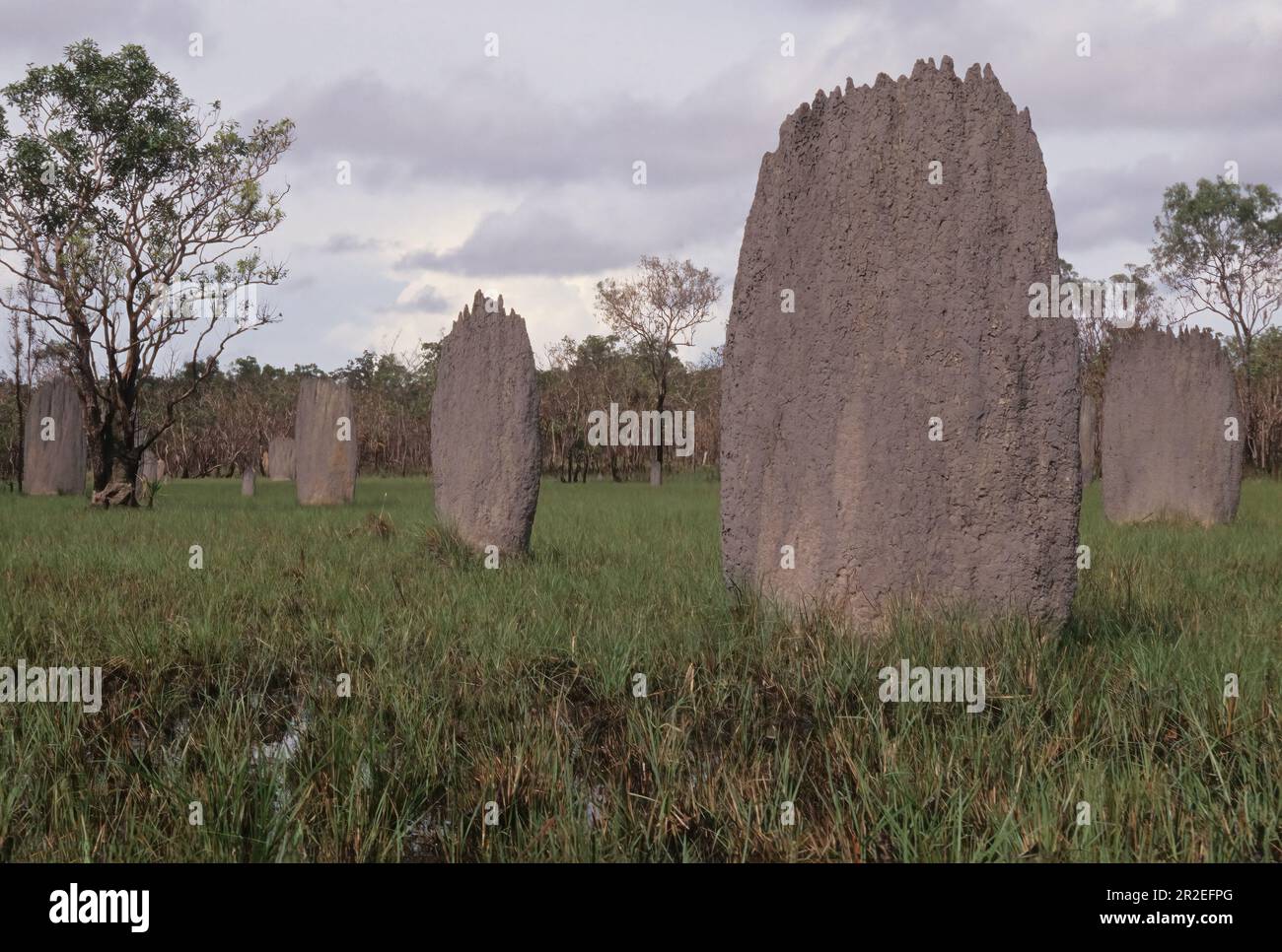 Amitermes meridionalis, commonly known as the magnetic termite or ...