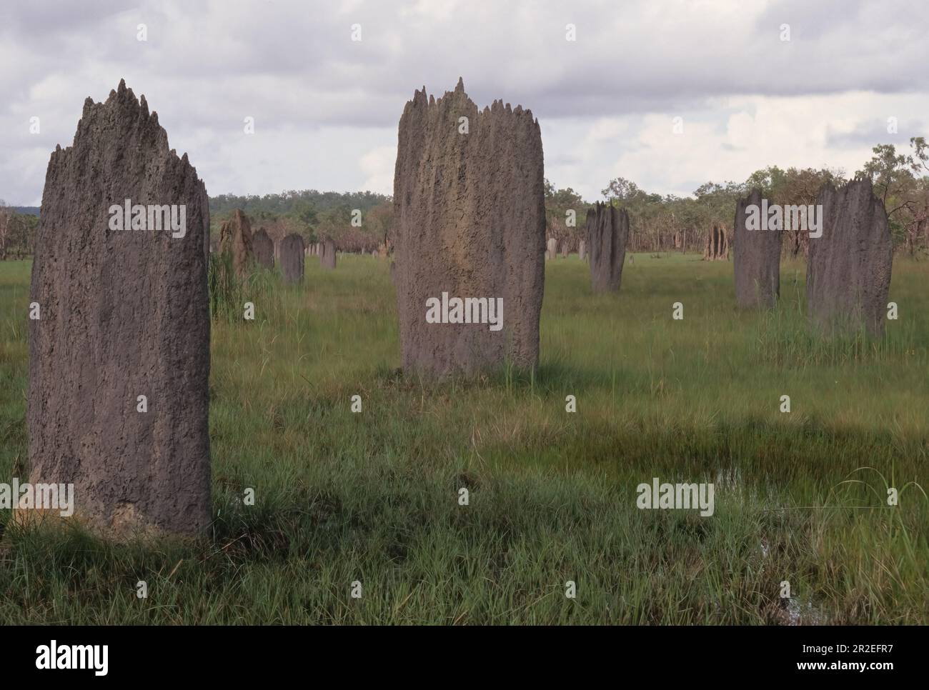 Amitermes meridionalis, commonly known as the magnetic termite or ...