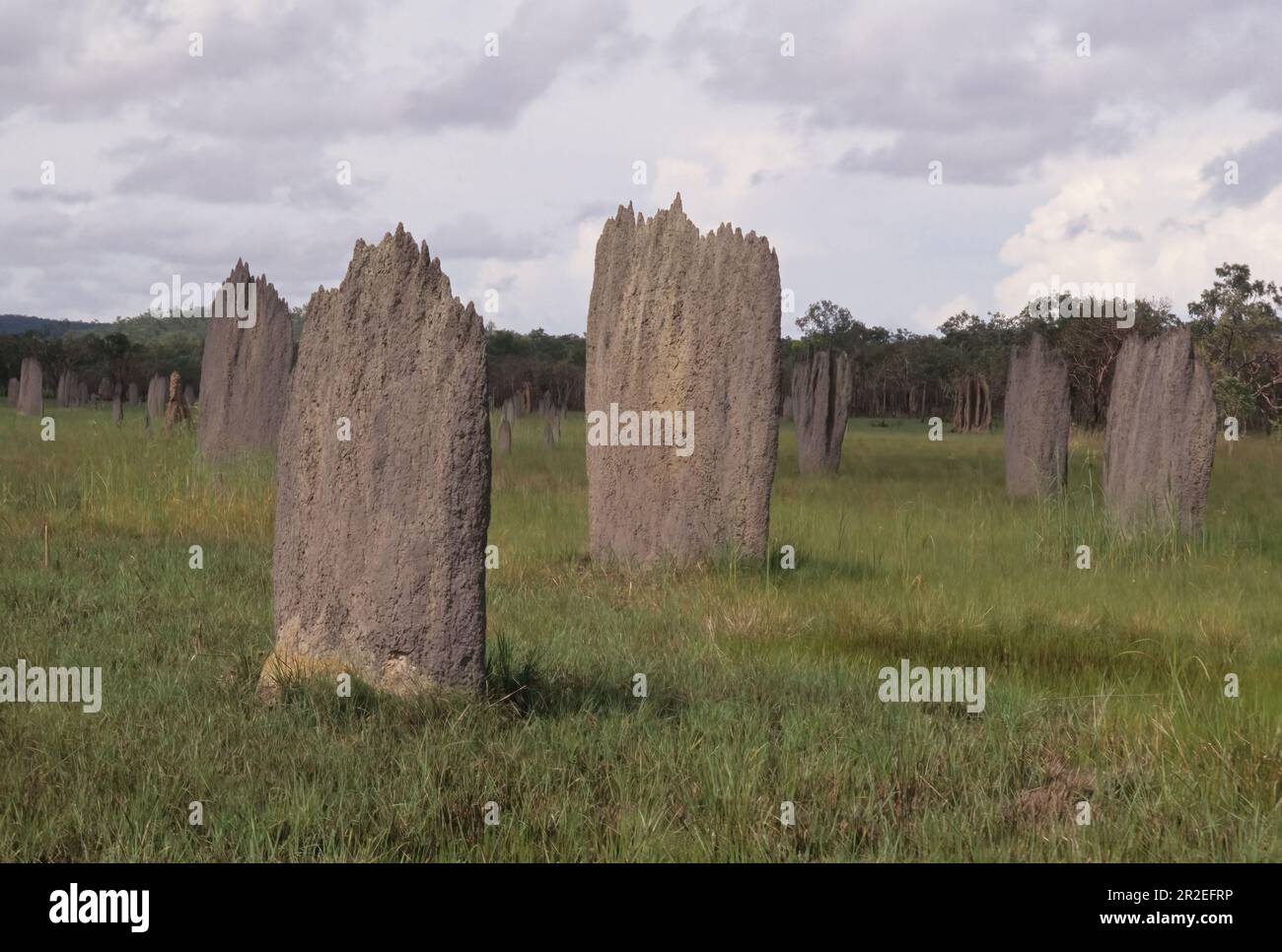 Amitermes meridionalis, commonly known as the magnetic termite or ...