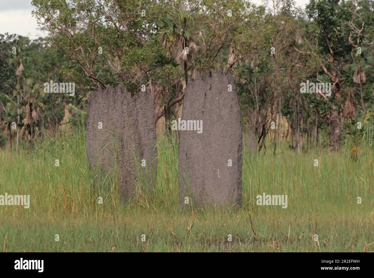 Amitermes meridionalis, commonly known as the magnetic termite or ...