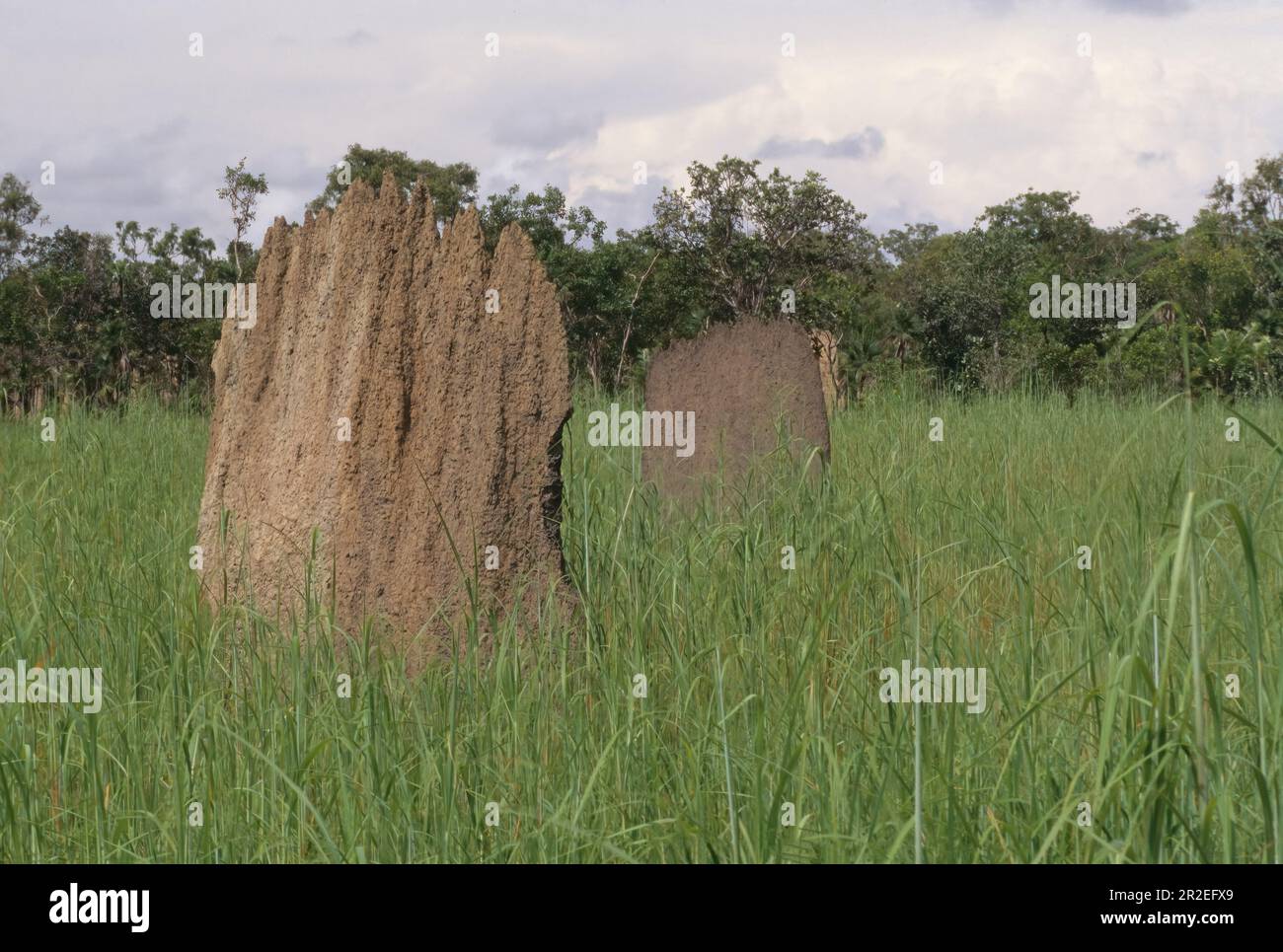 Amitermes meridionalis, commonly known as the magnetic termite or ...