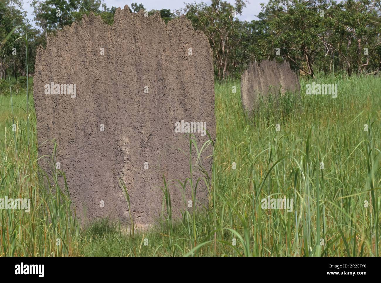 Amitermes meridionalis, commonly known as the magnetic termite or ...