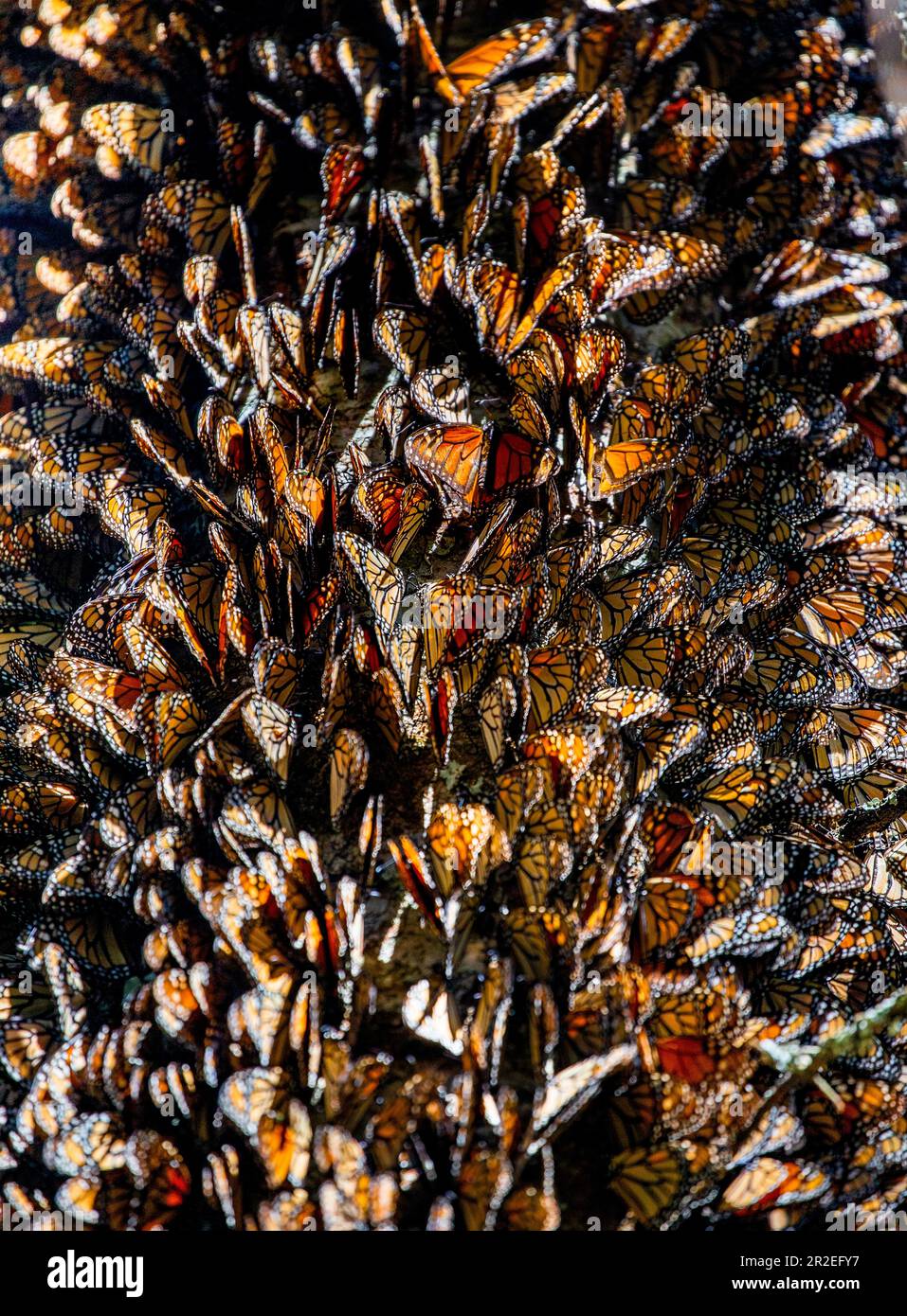 Colony of Monarch butterflies (Danaus plexippus) on a pine trunk in a ...