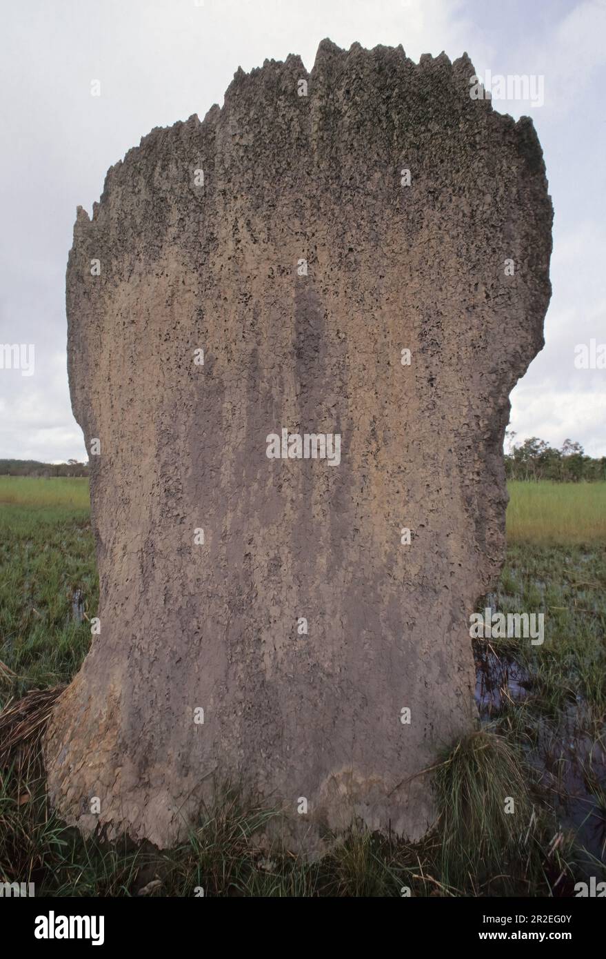 Amitermes meridionalis, commonly known as the magnetic termite or ...