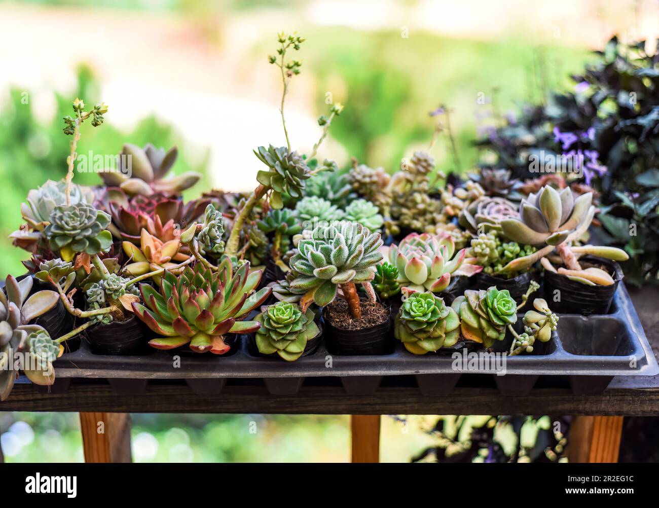 Many potted succulents of Echeveria elegans, Echeveria, Sedum,Graptopetalum (leatherpetal) at a ...