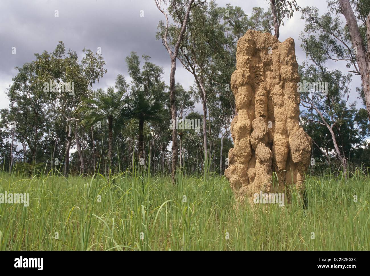 Coptotermes acinaciformis is a species of subterranean termite in the ...