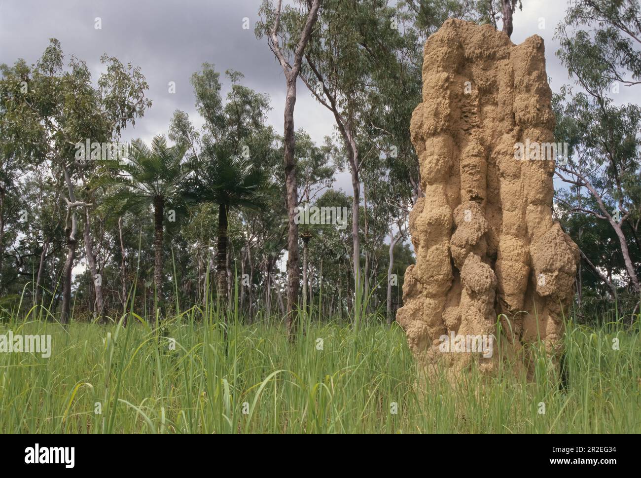 Coptotermes acinaciformis is a species of subterranean termite in the ...