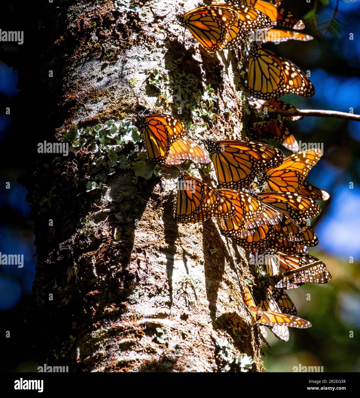 Colony of Monarch butterflies (Danaus plexippus) on a pine trunk in a ...