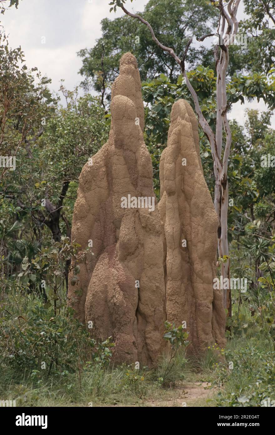 Coptotermes acinaciformis is a species of subterranean termite in the ...