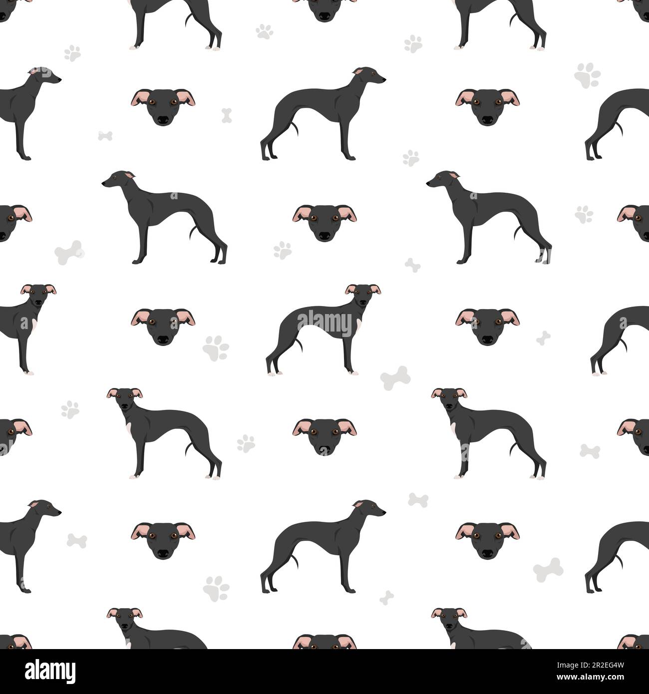 Whippet seamless pattern. Different poses, coat colors set. Vector ...