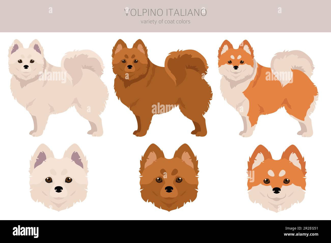 Volpino Italiano clipart. Different poses, coat colors set. Vector ...