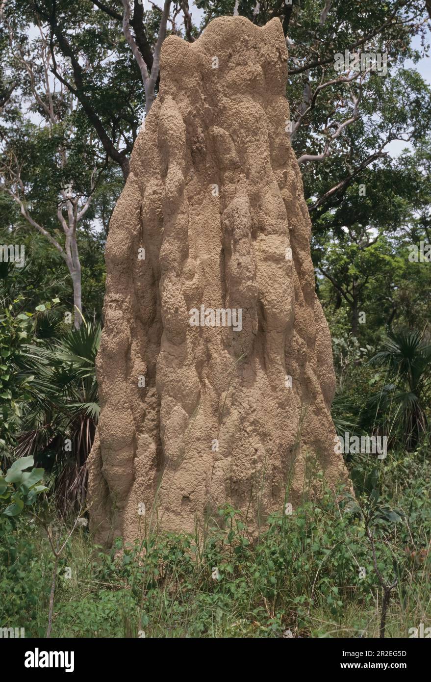 Coptotermes acinaciformis is a species of subterranean termite in the ...