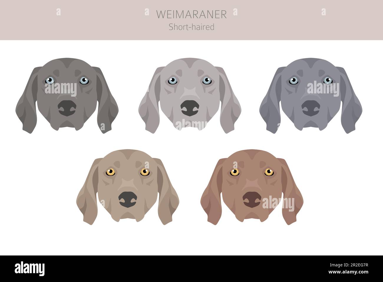 Weimaraner shorthaired dog clipart. All coat colors set. All dog breeds ...