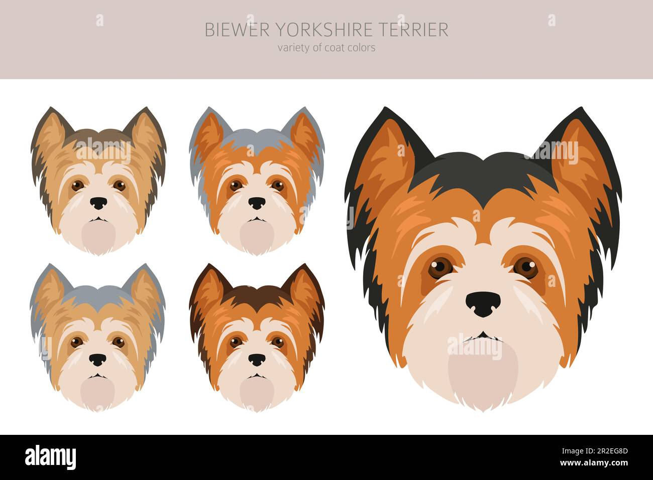 Lying biewer terrier Stock Vector Images - Alamy